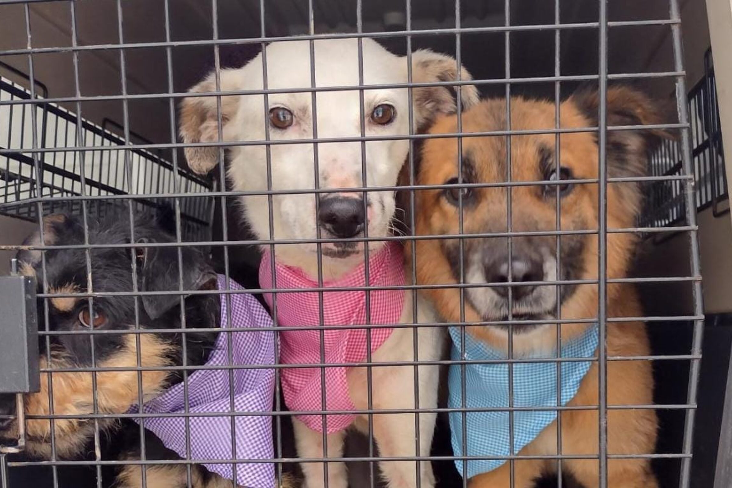 Cómo puedes adoptar a uno de los perritos rescatados en La Esperanza ...